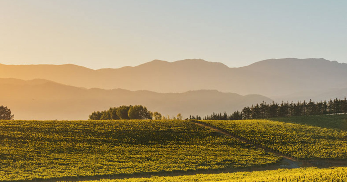 Nelson Wine Region | New Zealand Wine