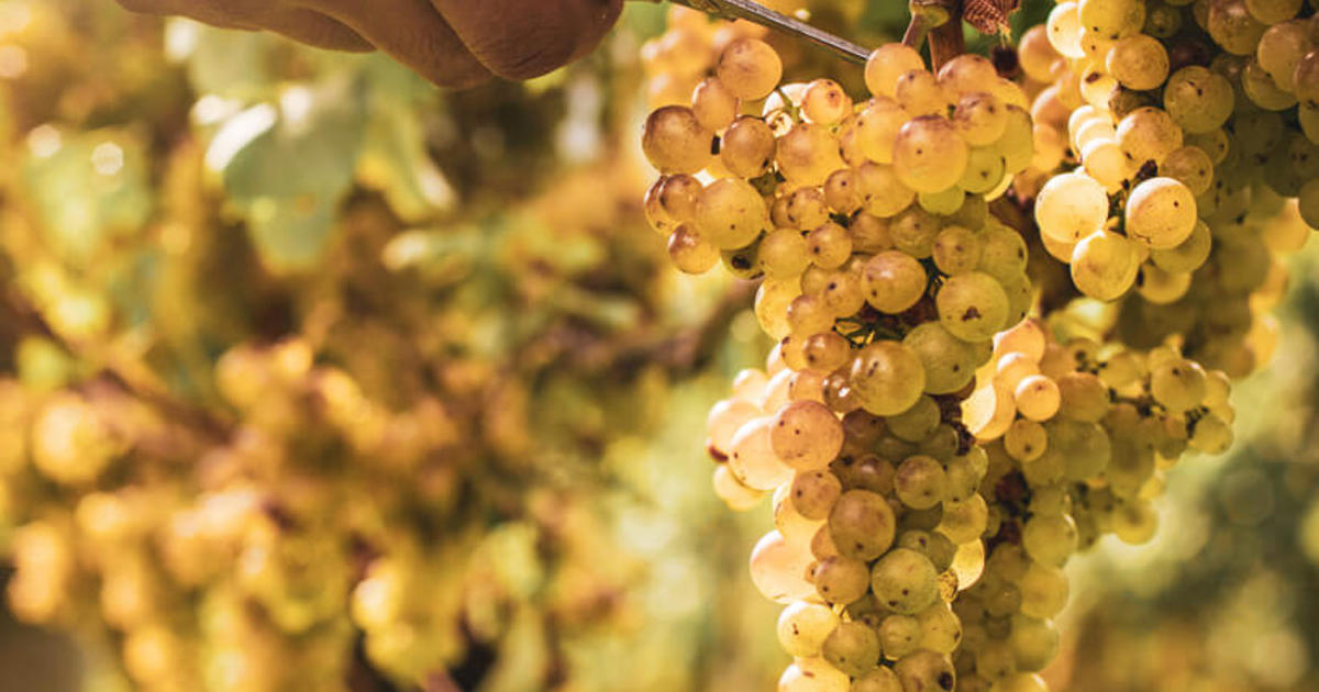 Celebrate International Chardonnay Day | 21 May 2026 | New Zealand Wine