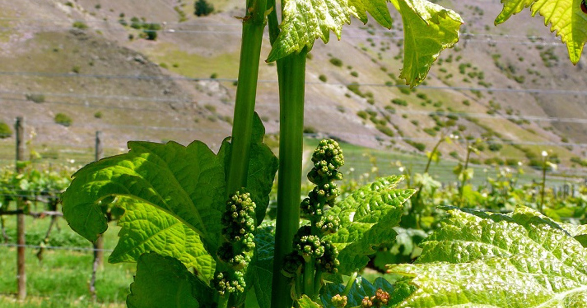Grafted Grapevine Standard, Biosecurity | New Zealand Wine