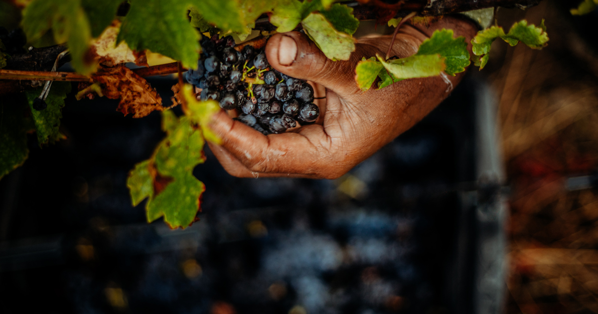 Essential visa extension provides certainty for wine industry | New ...