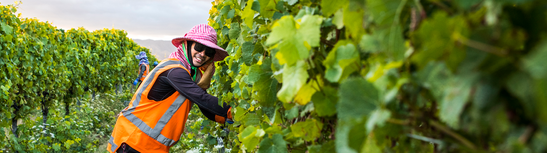 New Zealand Wine Industry Careers | New Zealand Wine