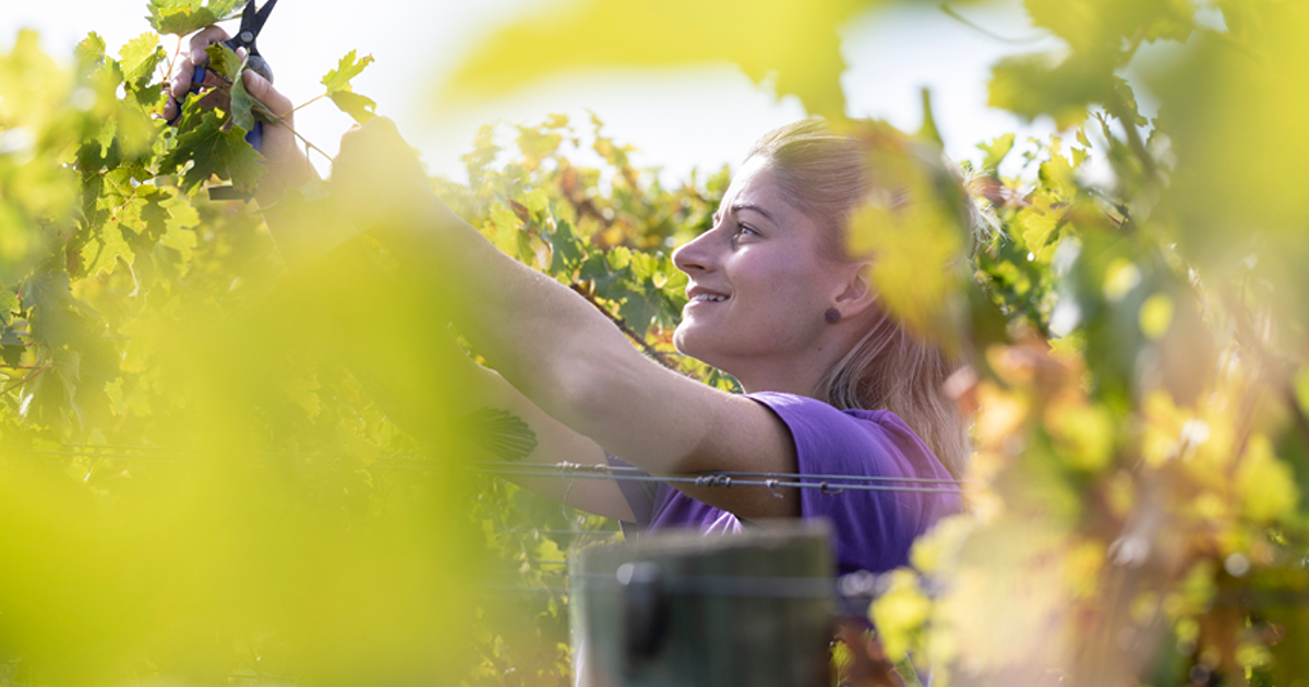 Viticulture and Grape Growing | New Zealand Wine