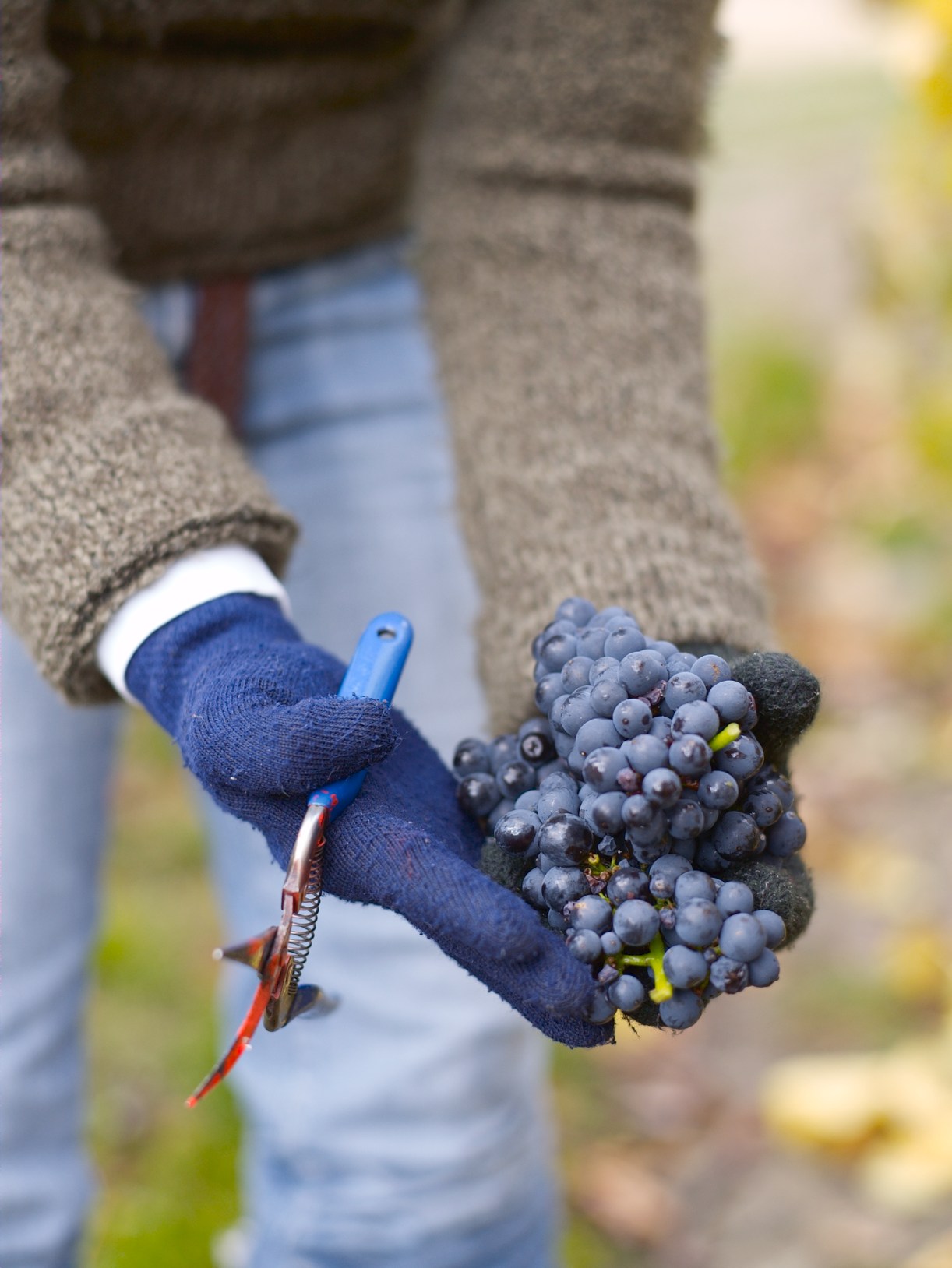 New Zealand Wine Industry Job Opportunities | New Zealand Wine